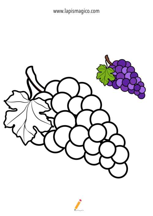 Desenhos de cachos de uvas para imprimir e colorir