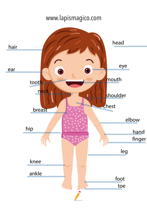 Corpo humano em inglês