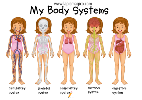 Corpo Humano Em Inglês